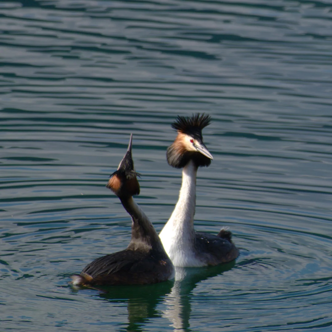 Great crested grebes | Scrolller