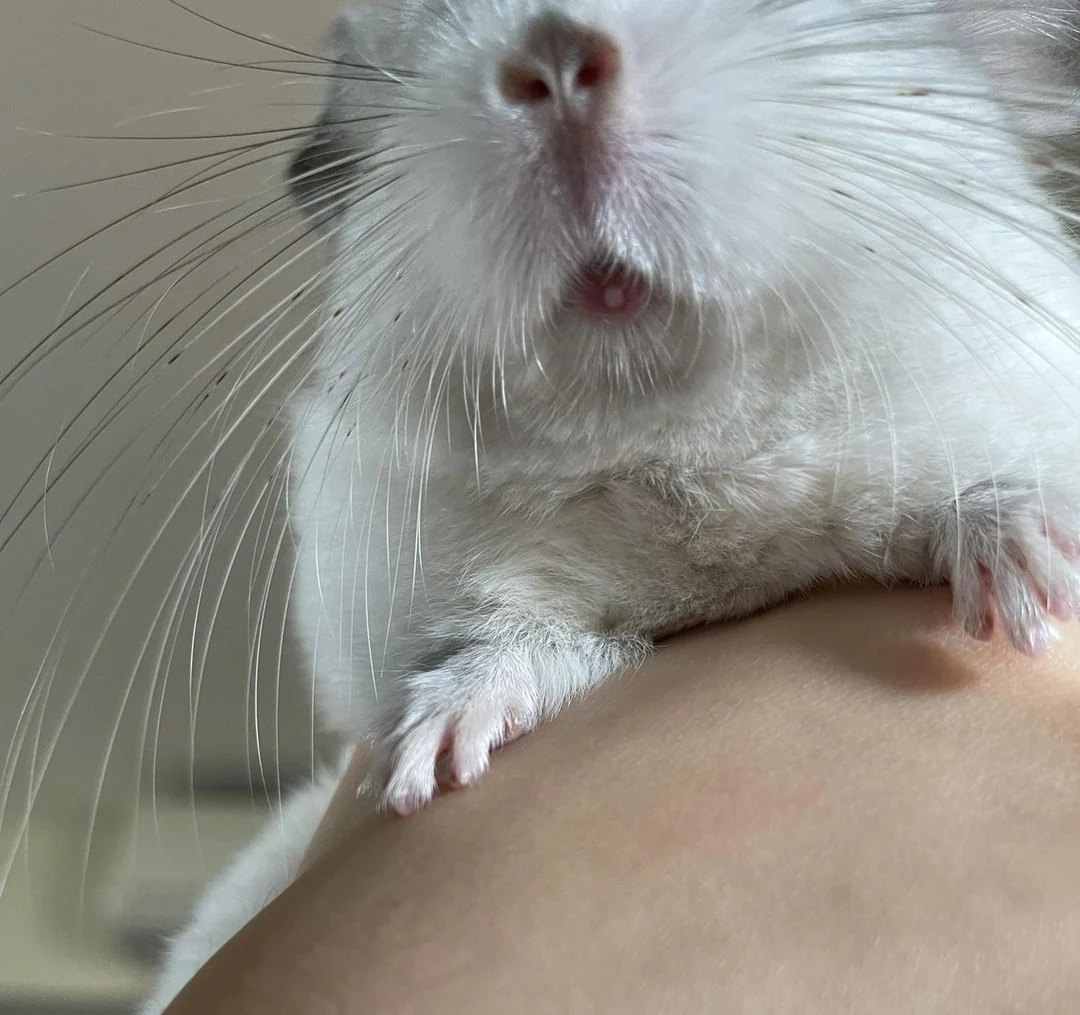 Pimple on chins mouth? | Scrolller