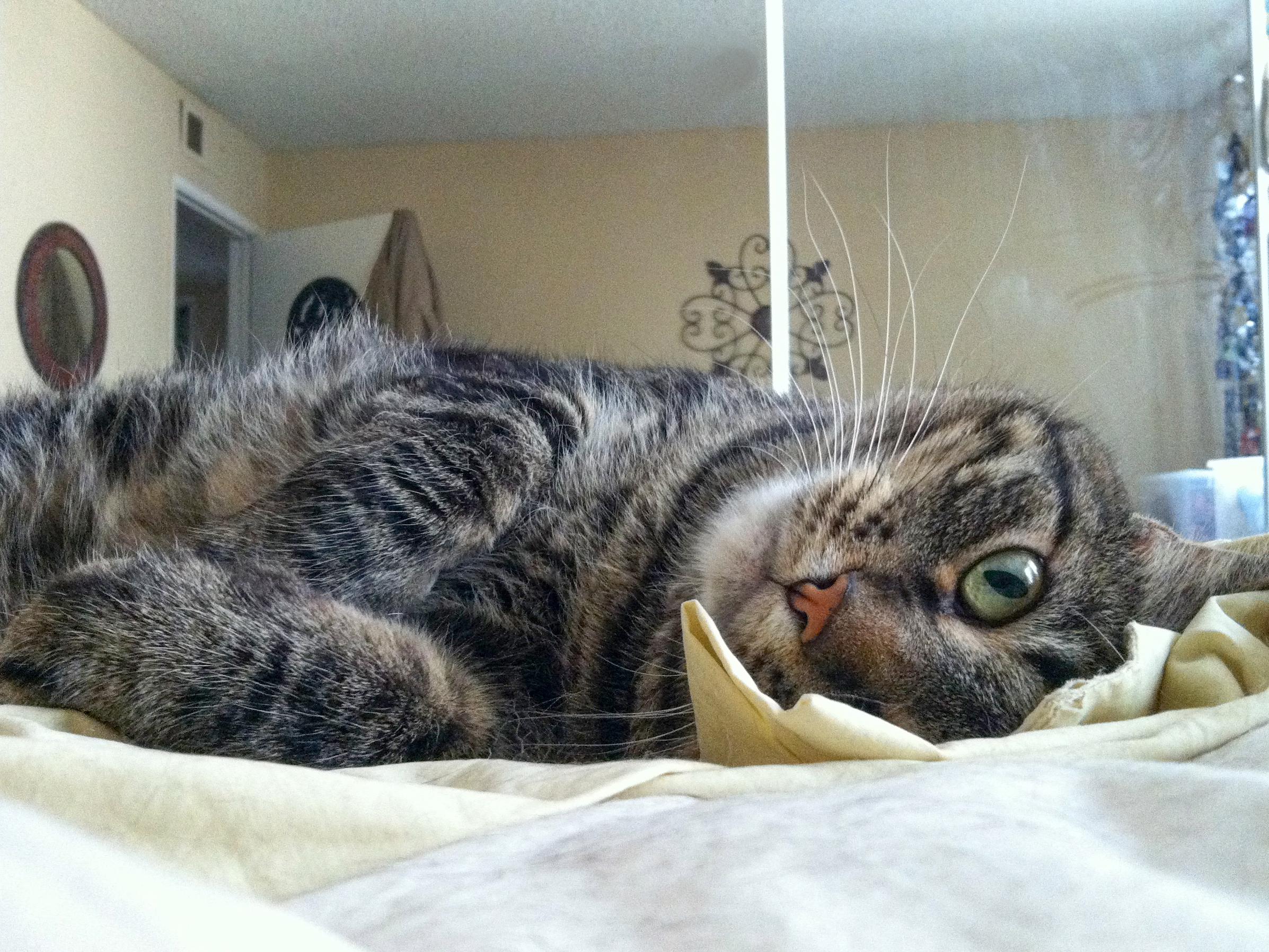 Mourning the loss of my best writing coach and favourite silly girl... | Scrolller