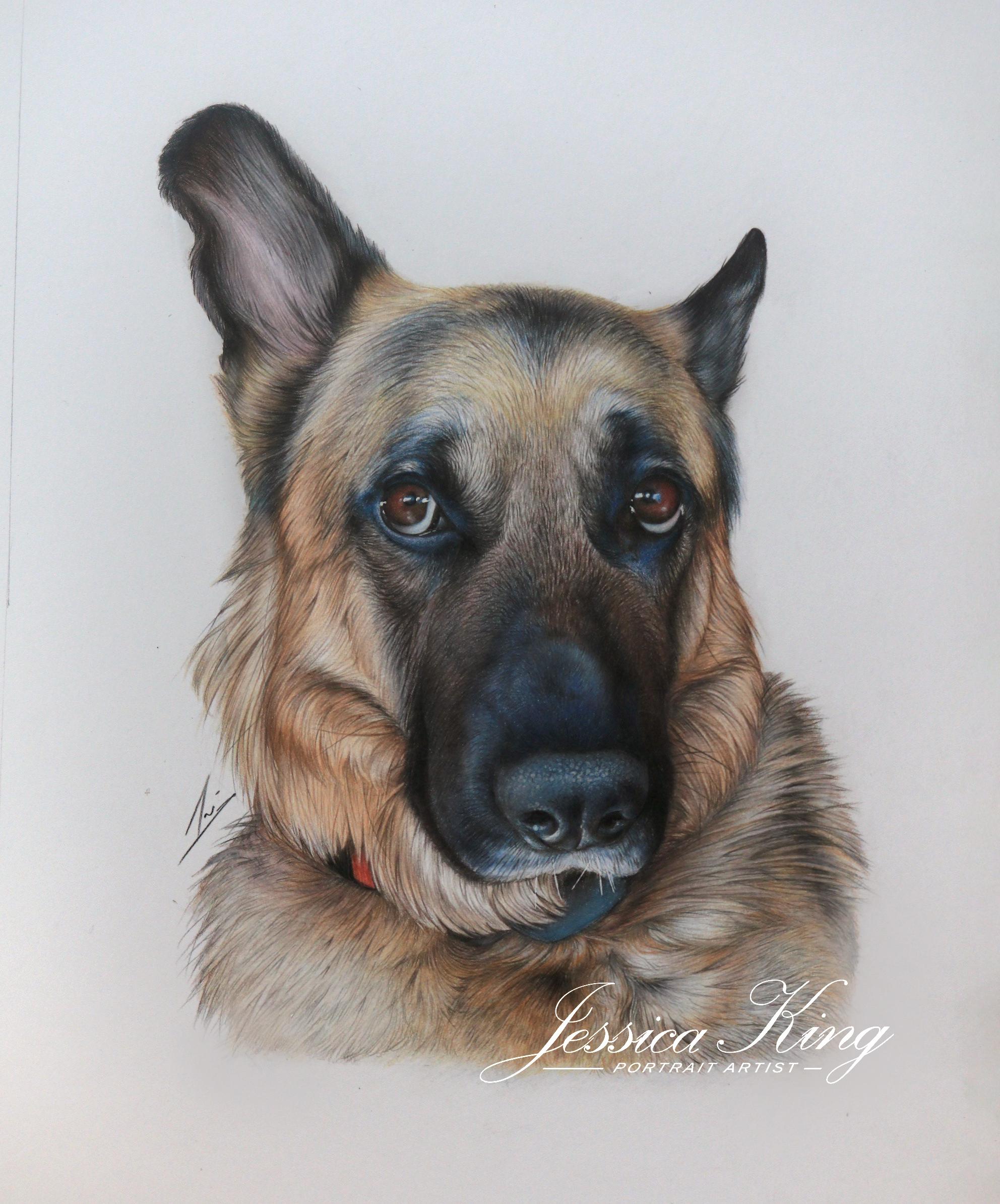 One of my favourite breeds to draw is german shepherds! | Scrolller