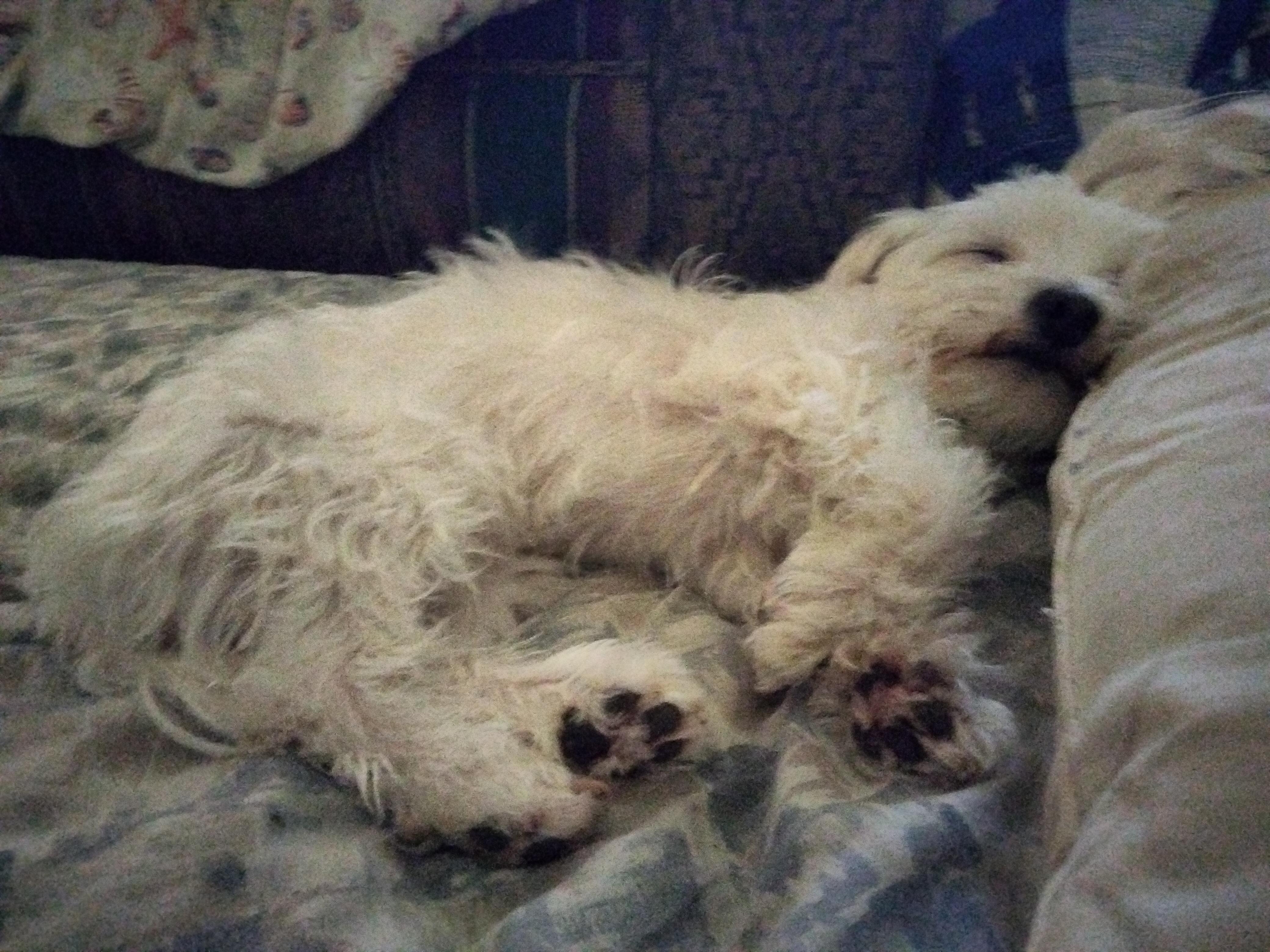 Sleeping | Scrolller