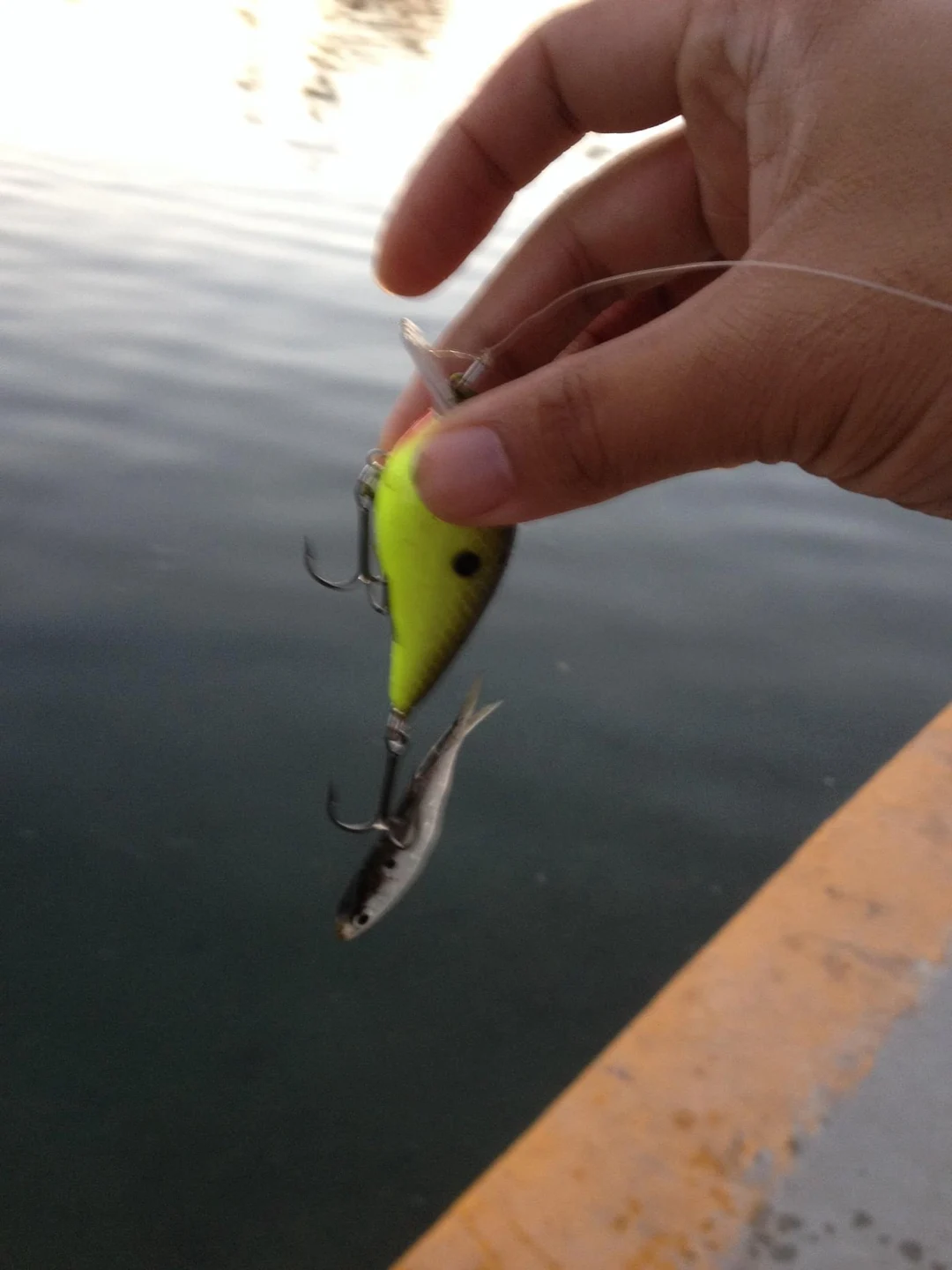 Broke my pb smallest fish ever caught on an artificial lure | Scrolller