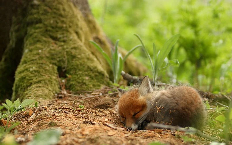 A little sleeping floof (photo by Remo Savisaa) | Scrolller