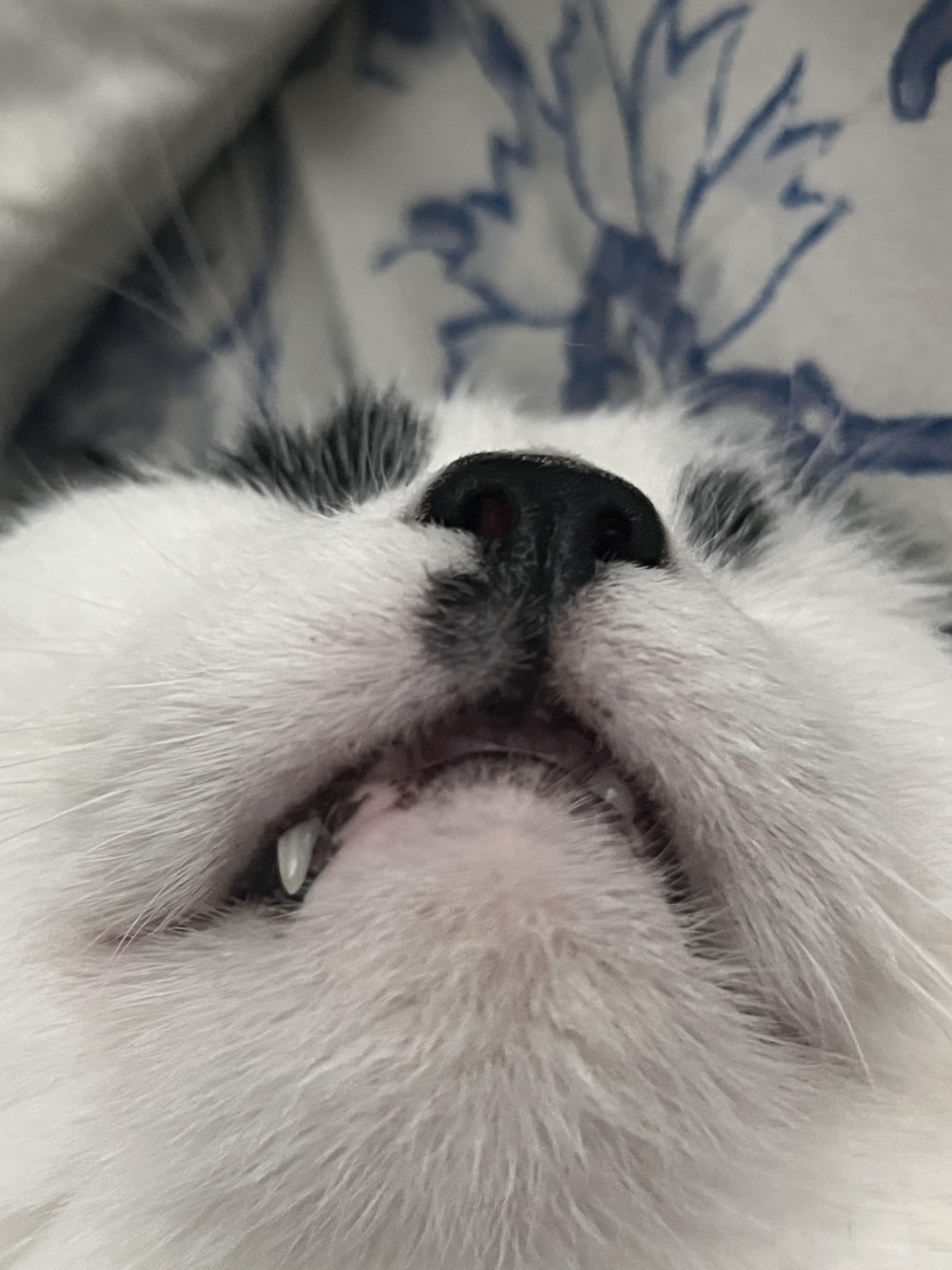 Show me the Boop 🖤🥹 | Scrolller