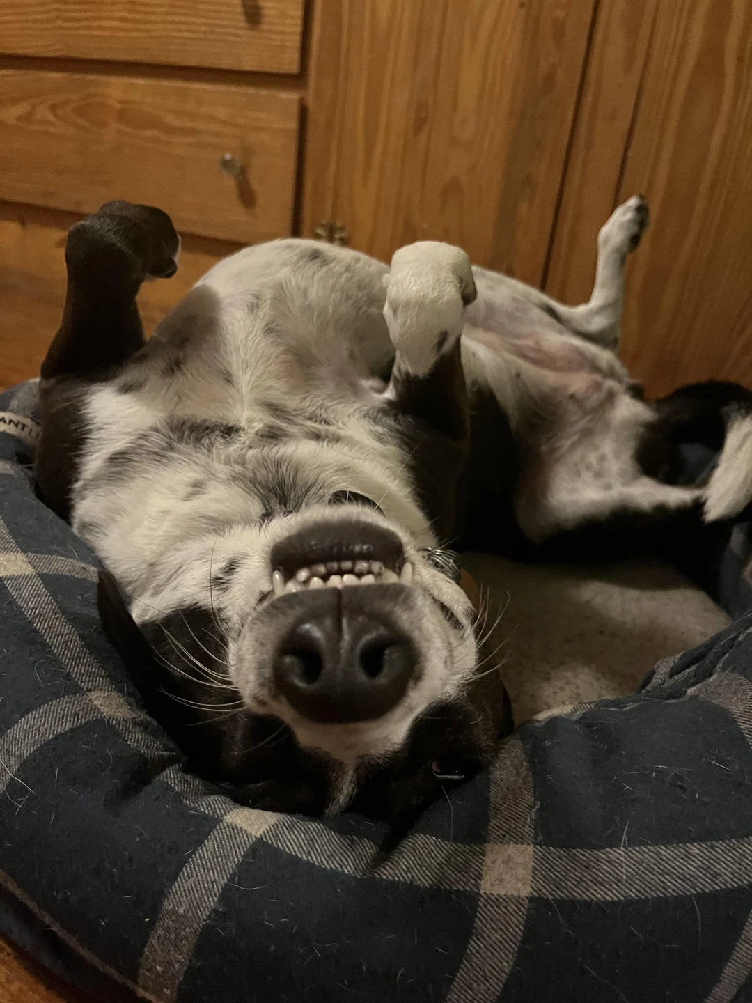 Such a special sleeper | Scrolller