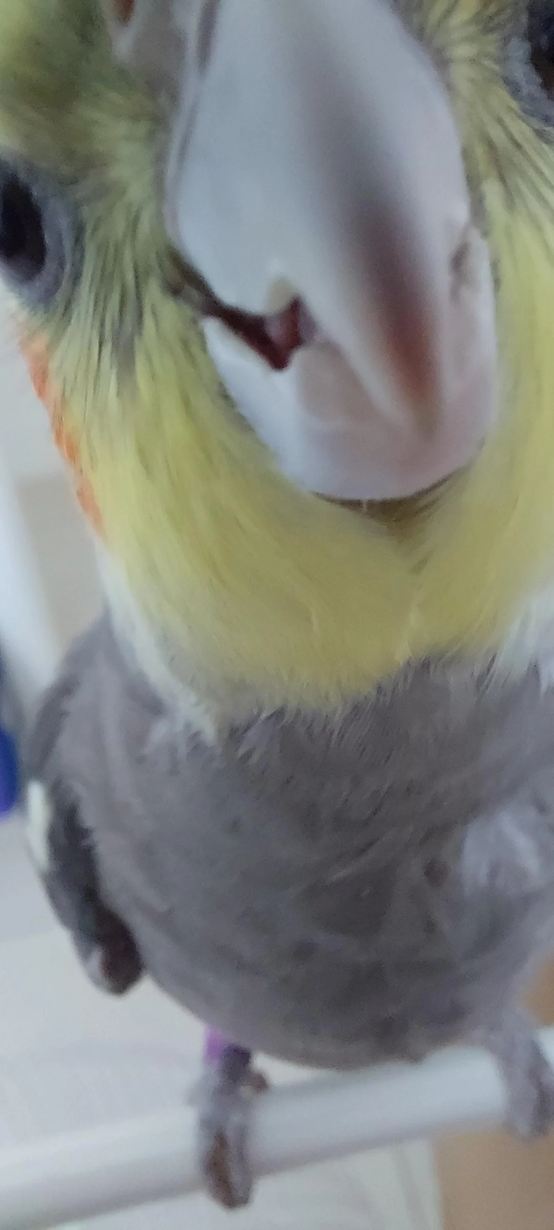 My curious birb | Scrolller