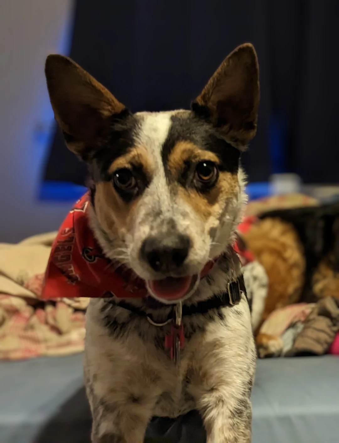 This is the happiest girl ever. Ellie is always smiling | Scrolller