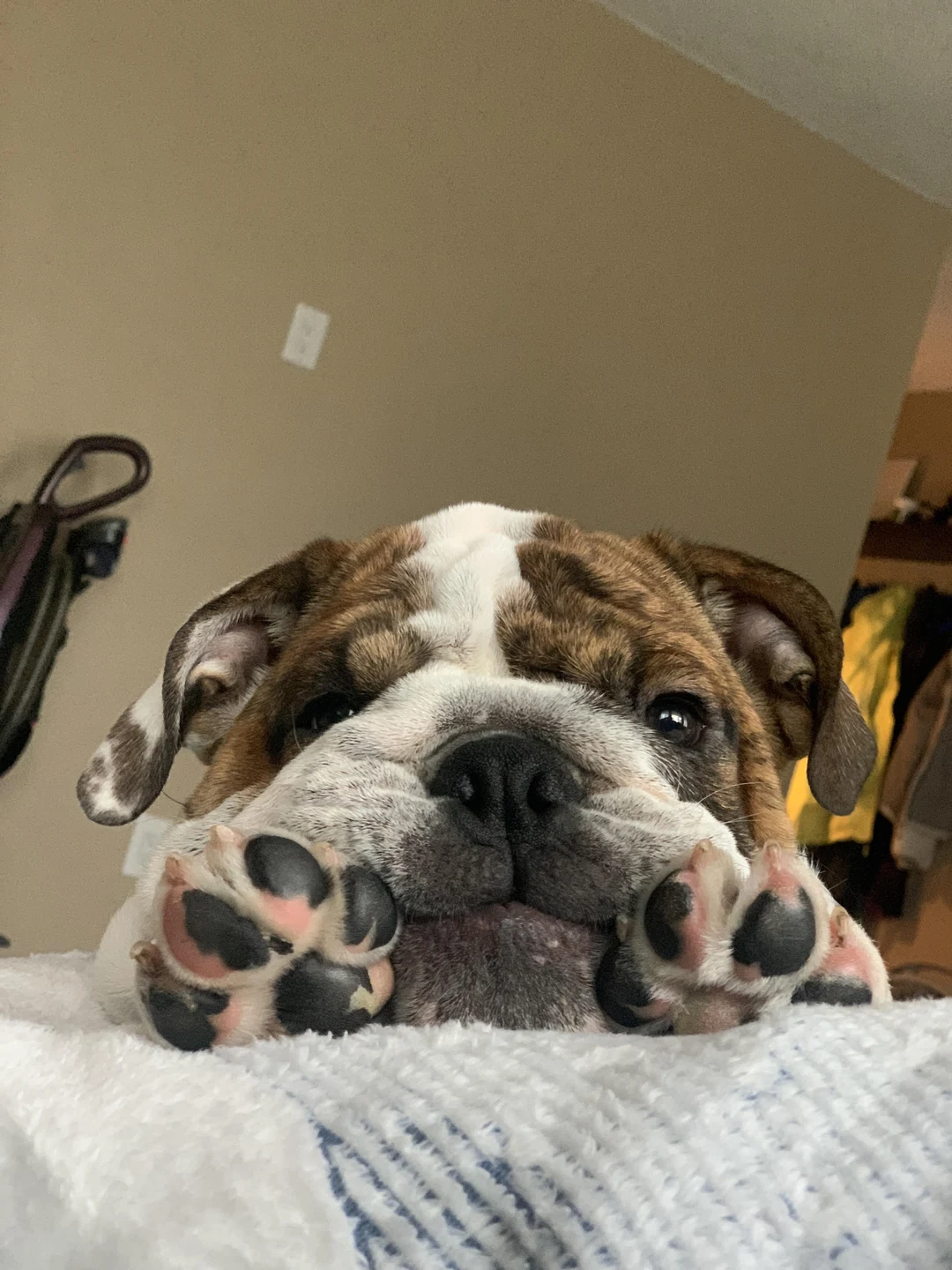 Bumper and his Toe Beans | Scrolller