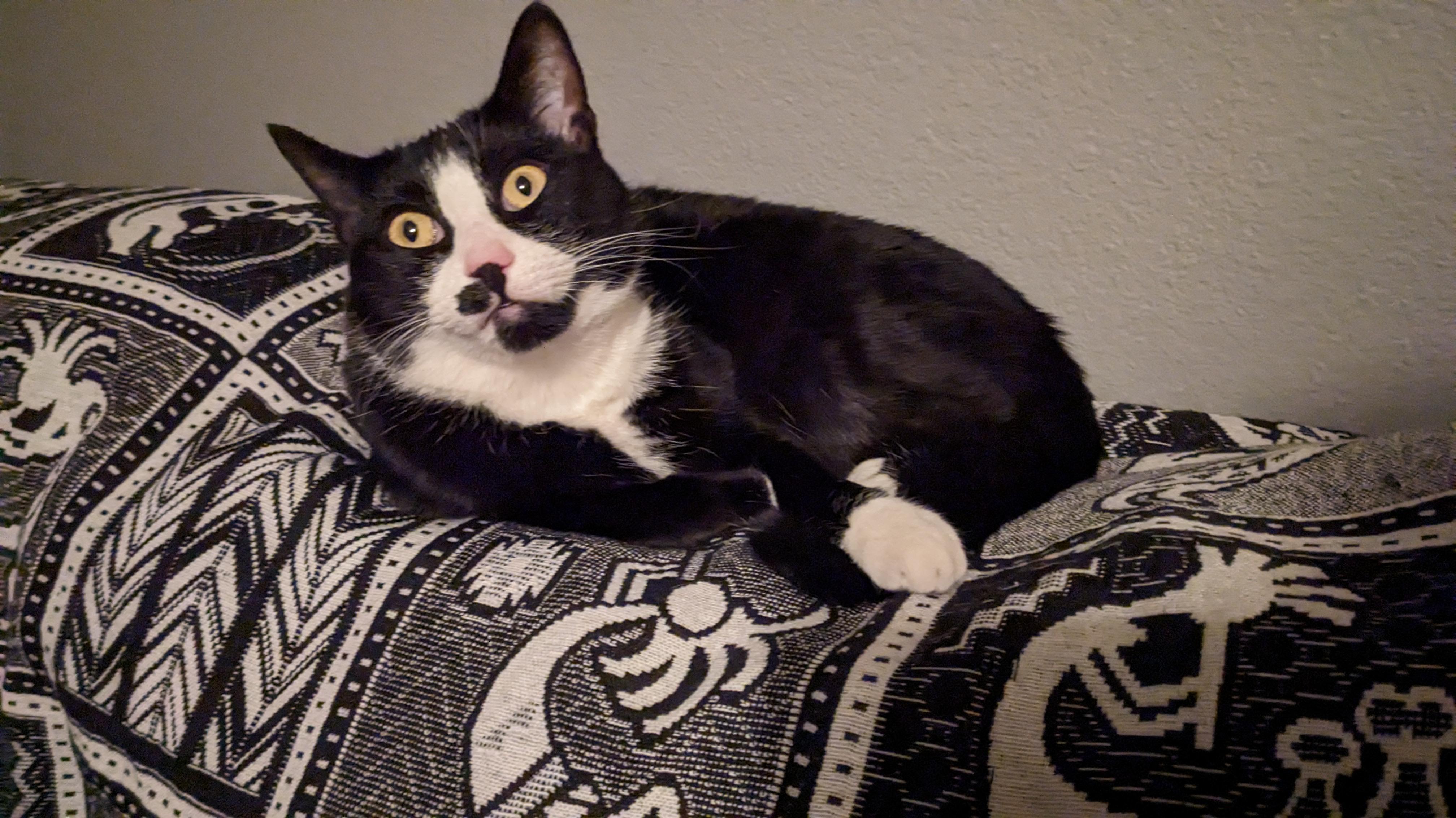 Abigail's been hitting the catnip pretty heavy. | Scrolller