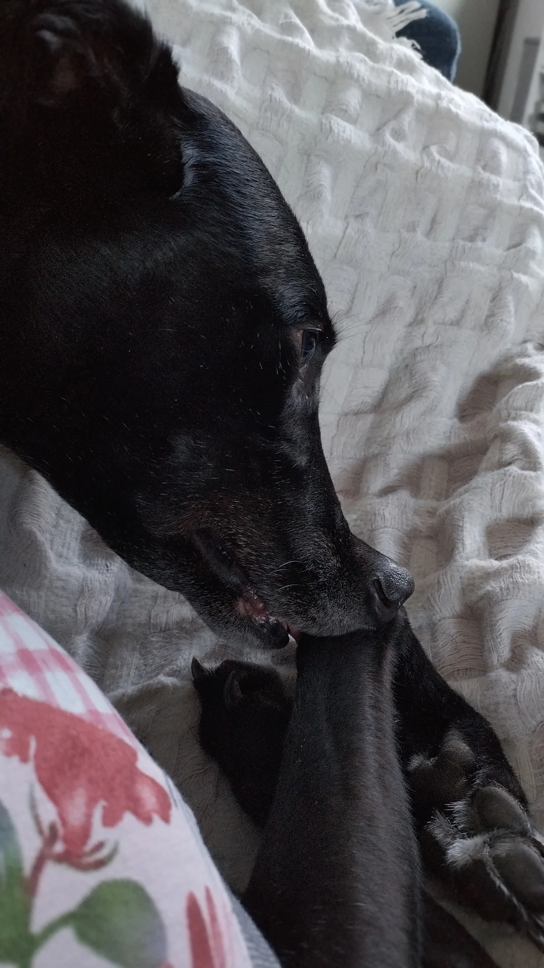 Just a bendy snoot | Scrolller