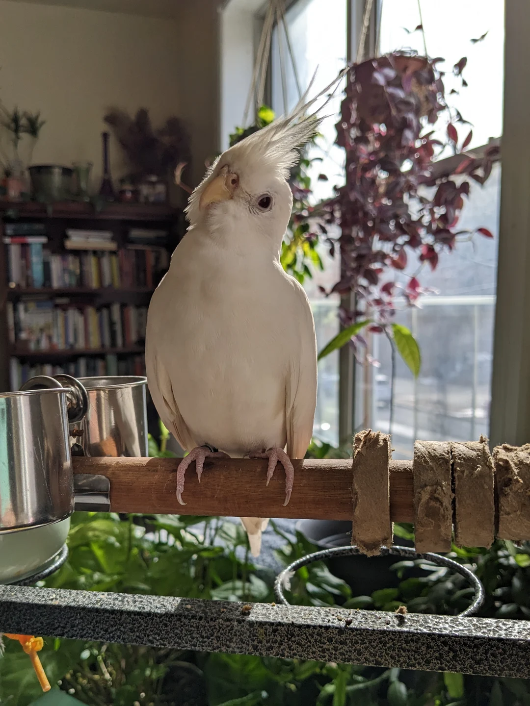 henlo from twiggy (aka twiggles, twigs, twiglet, twigster) | Scrolller