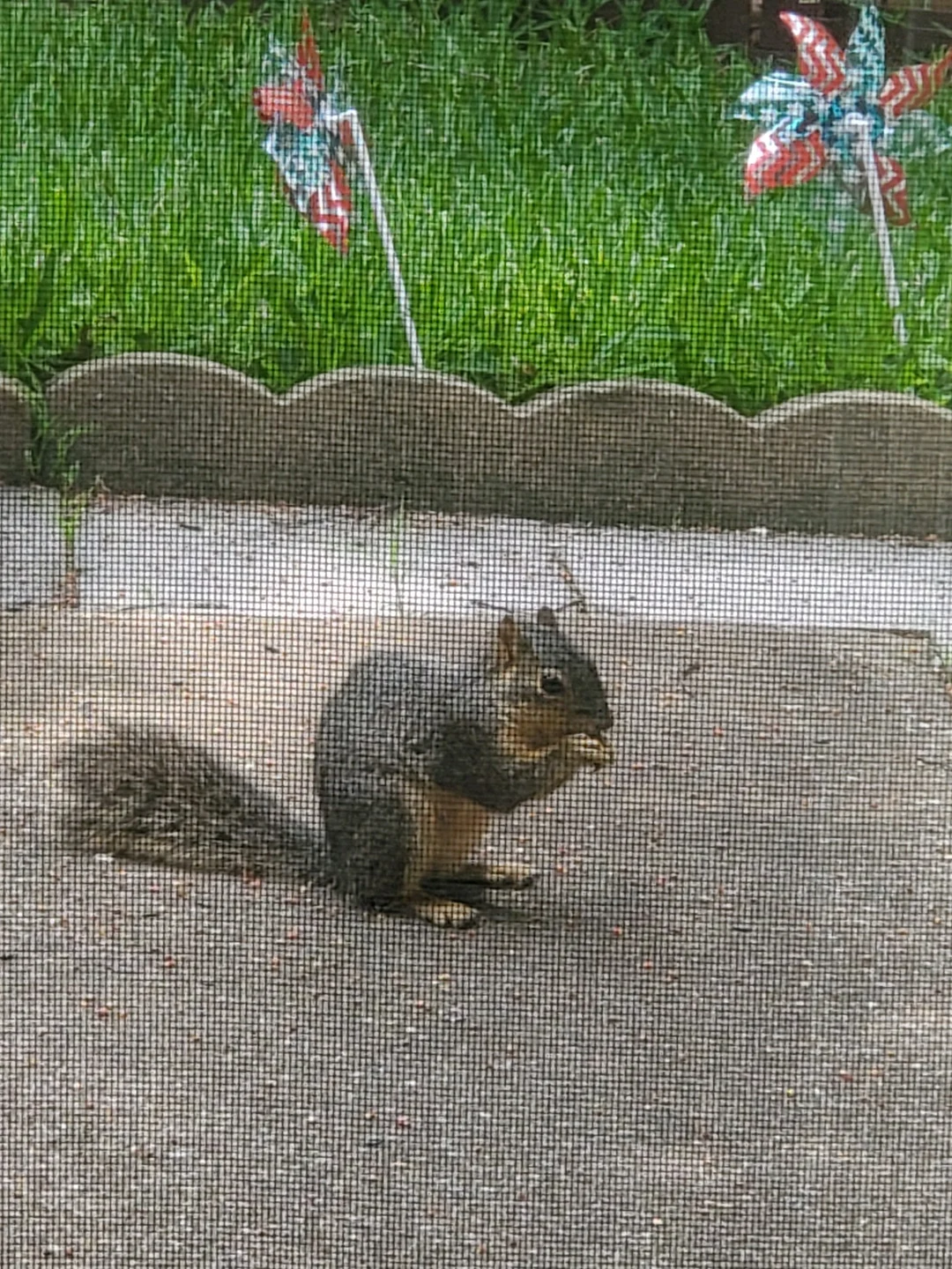 squirrel | Scrolller