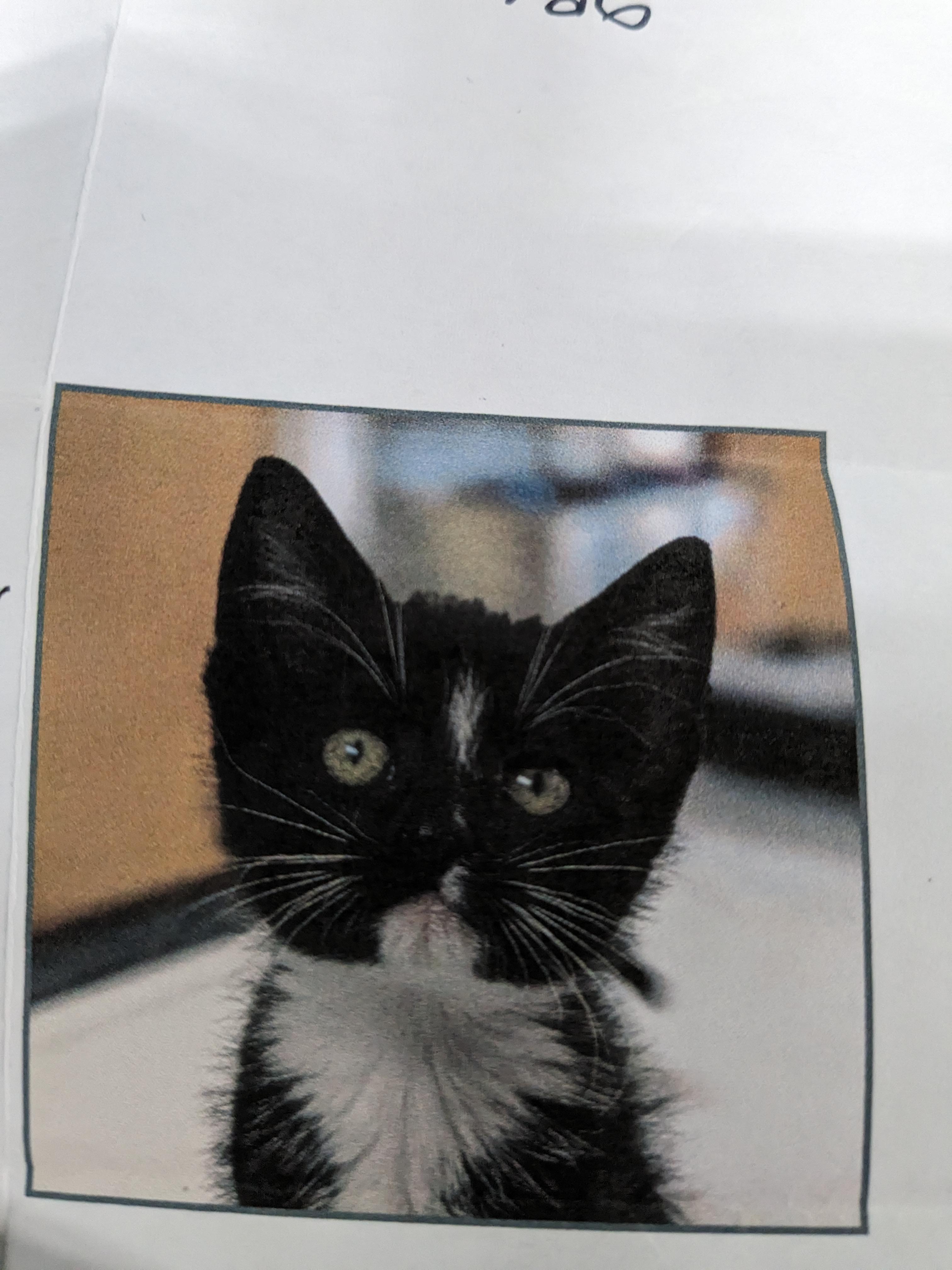 Here's Zuko when he was a stray. | Scrolller