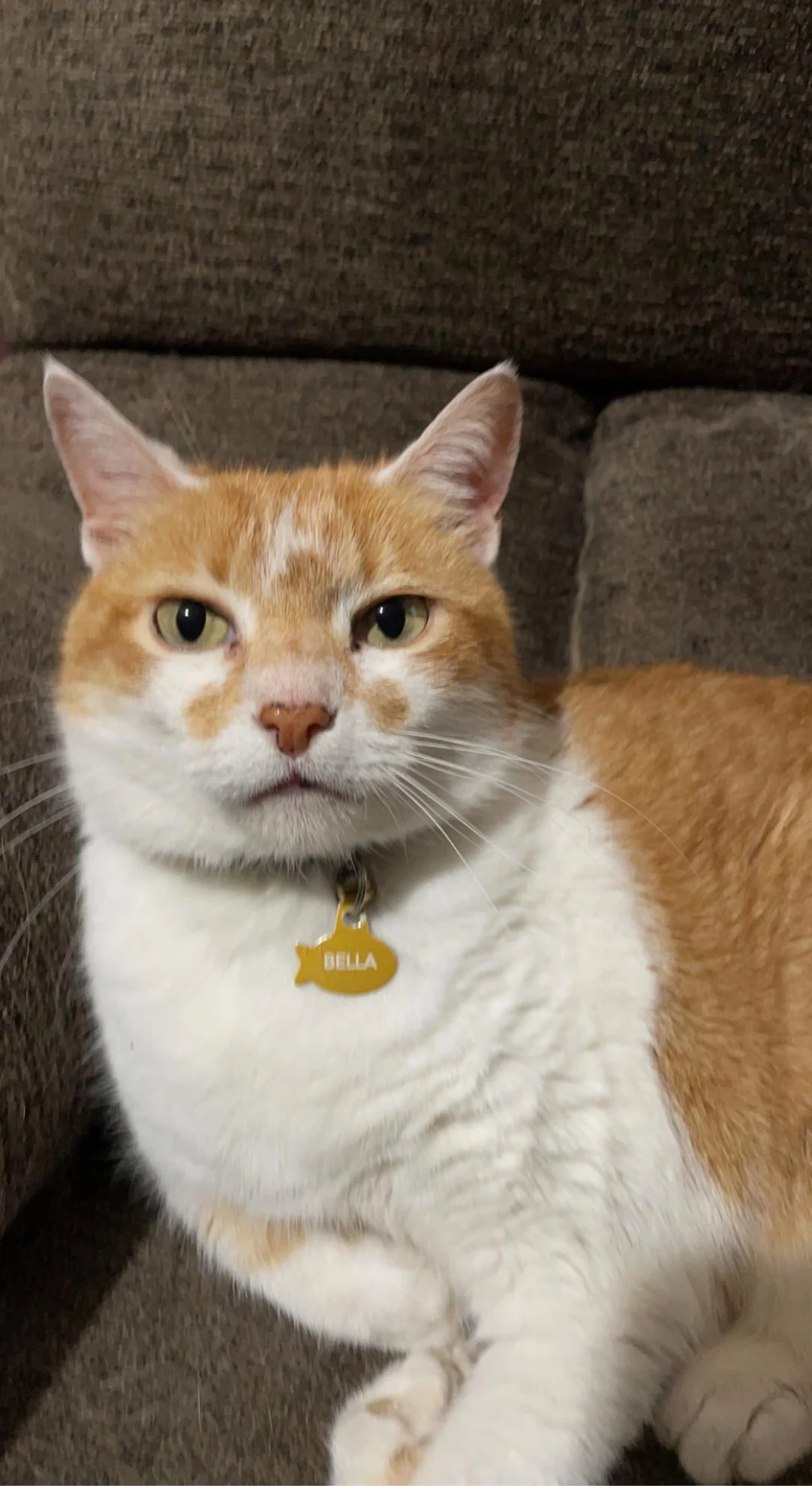 Bella Bean aka Bean Queen (she has multiple toe beans!) Resting in her favorite couch spot on ...