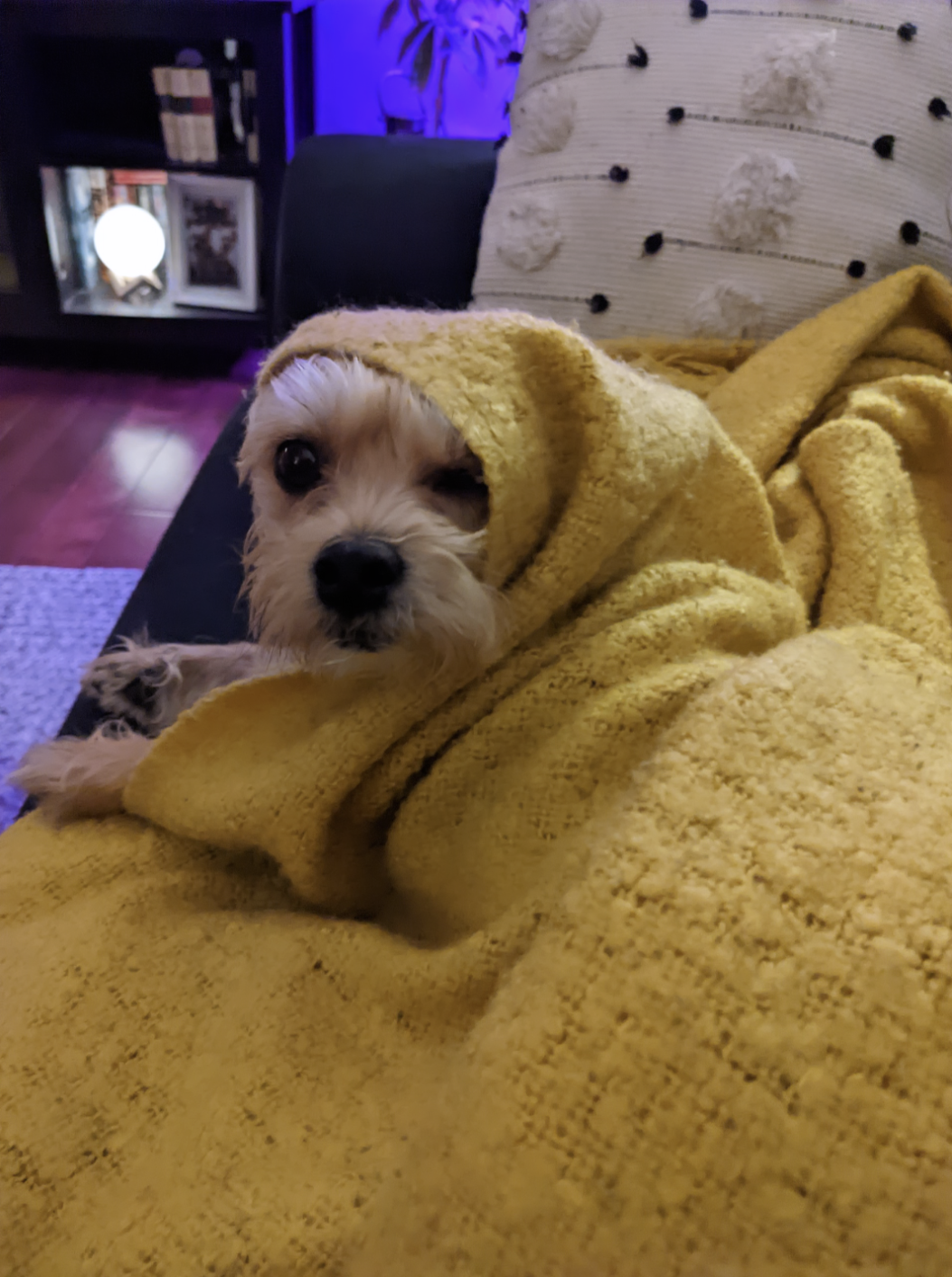 I moved my leg slightly and disturbed his nap. | Scrolller