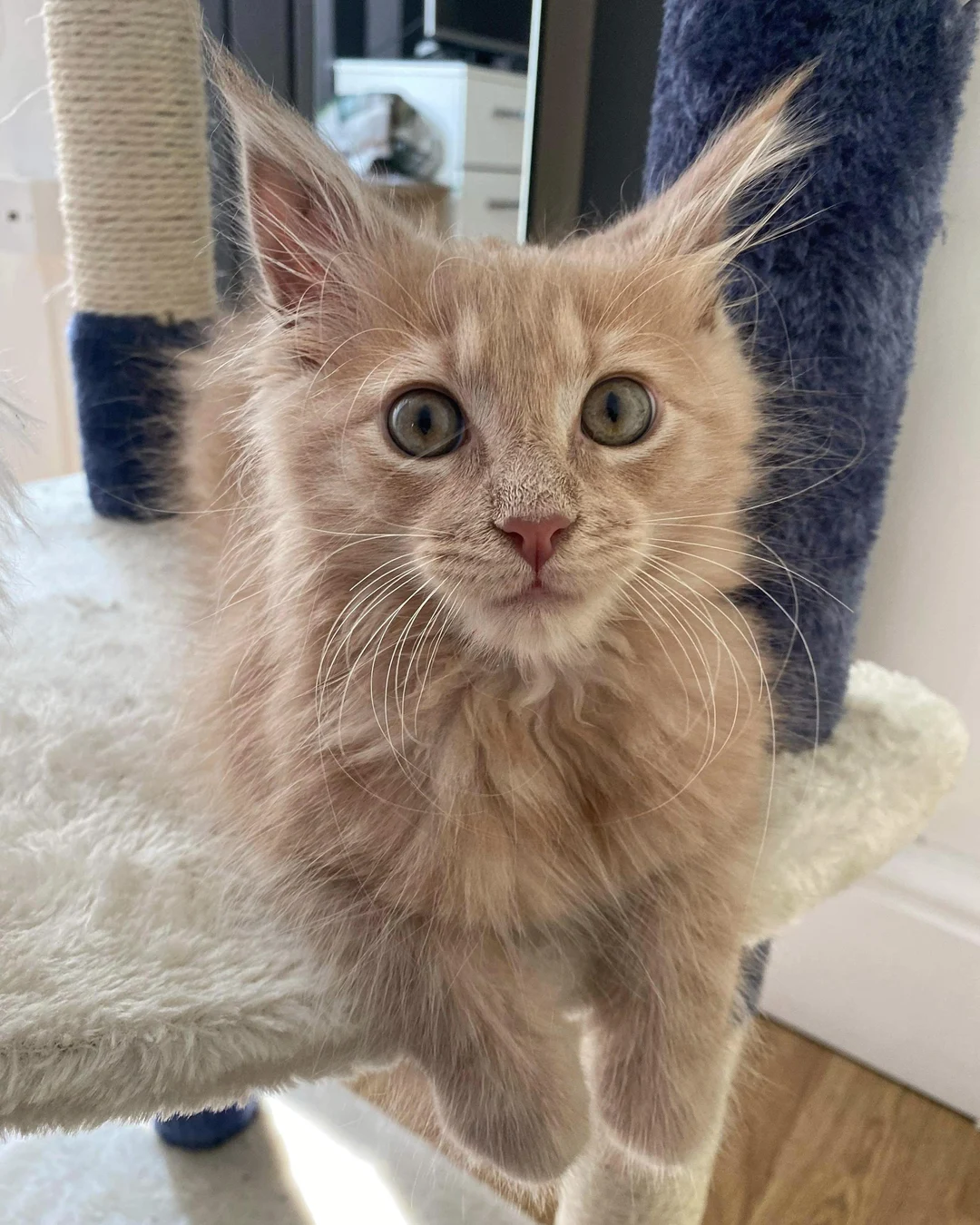 Discover more like Mainecoons: Our little creamy baby, wide awake every morning and Related ...