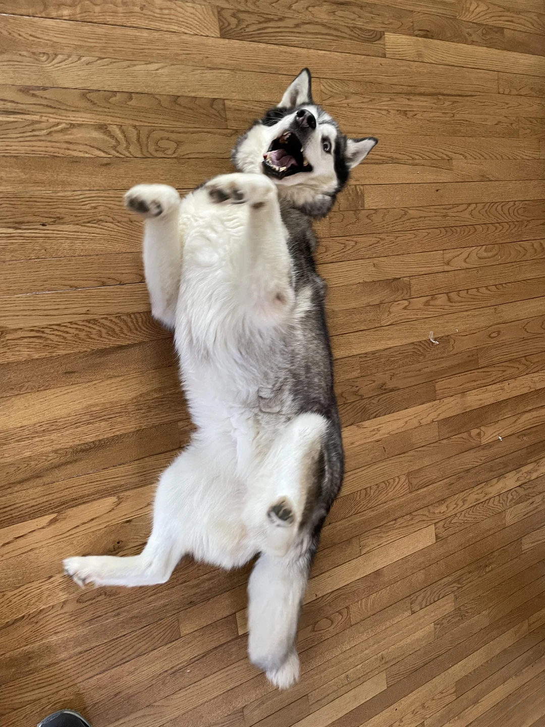 11 years with this goofball and still going strong | Scrolller