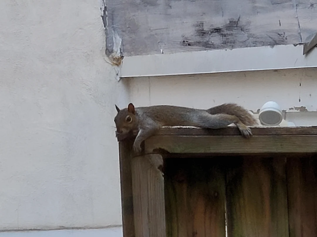 Melted squirrel | Scrolller