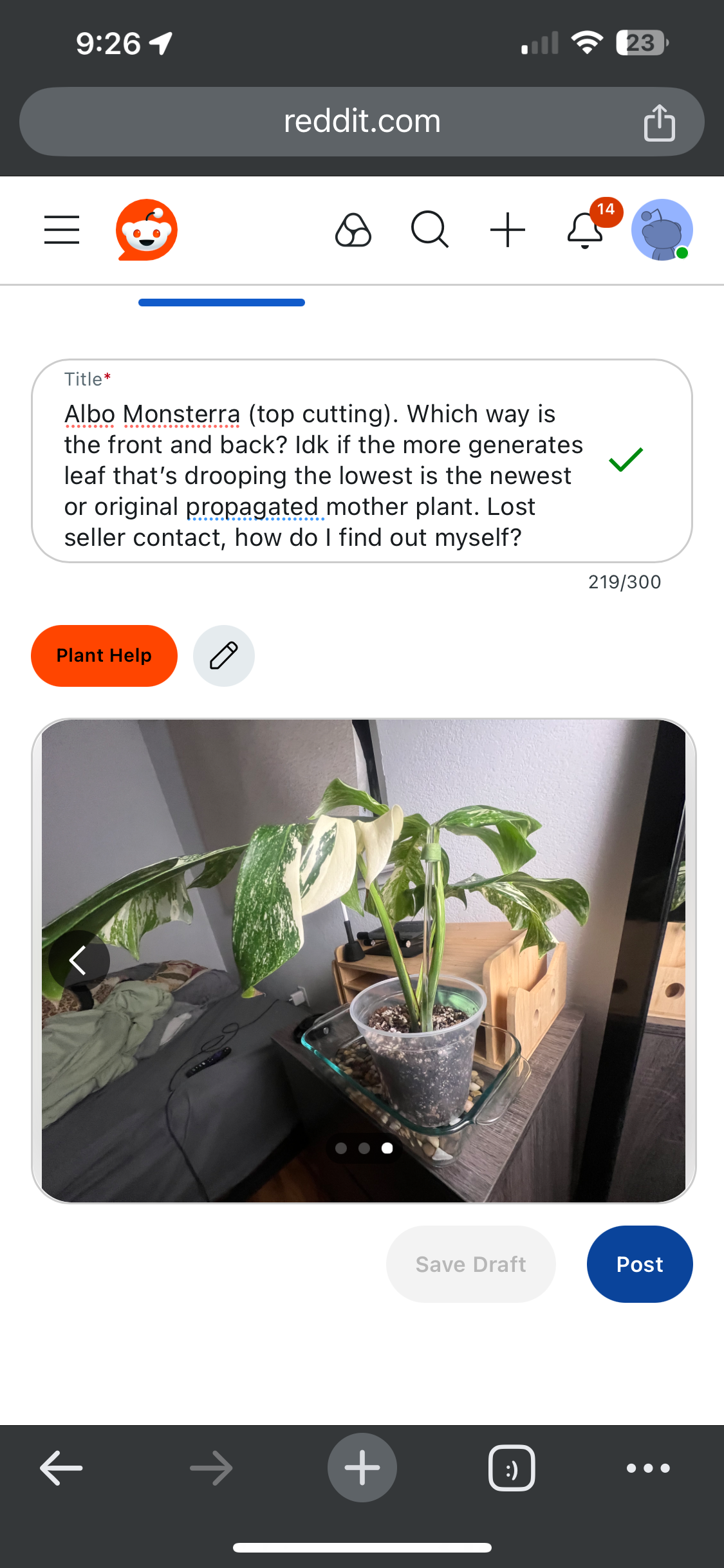 Albo Monsterra (top cutting) front, back, propagated leaf guess? | Scrolller