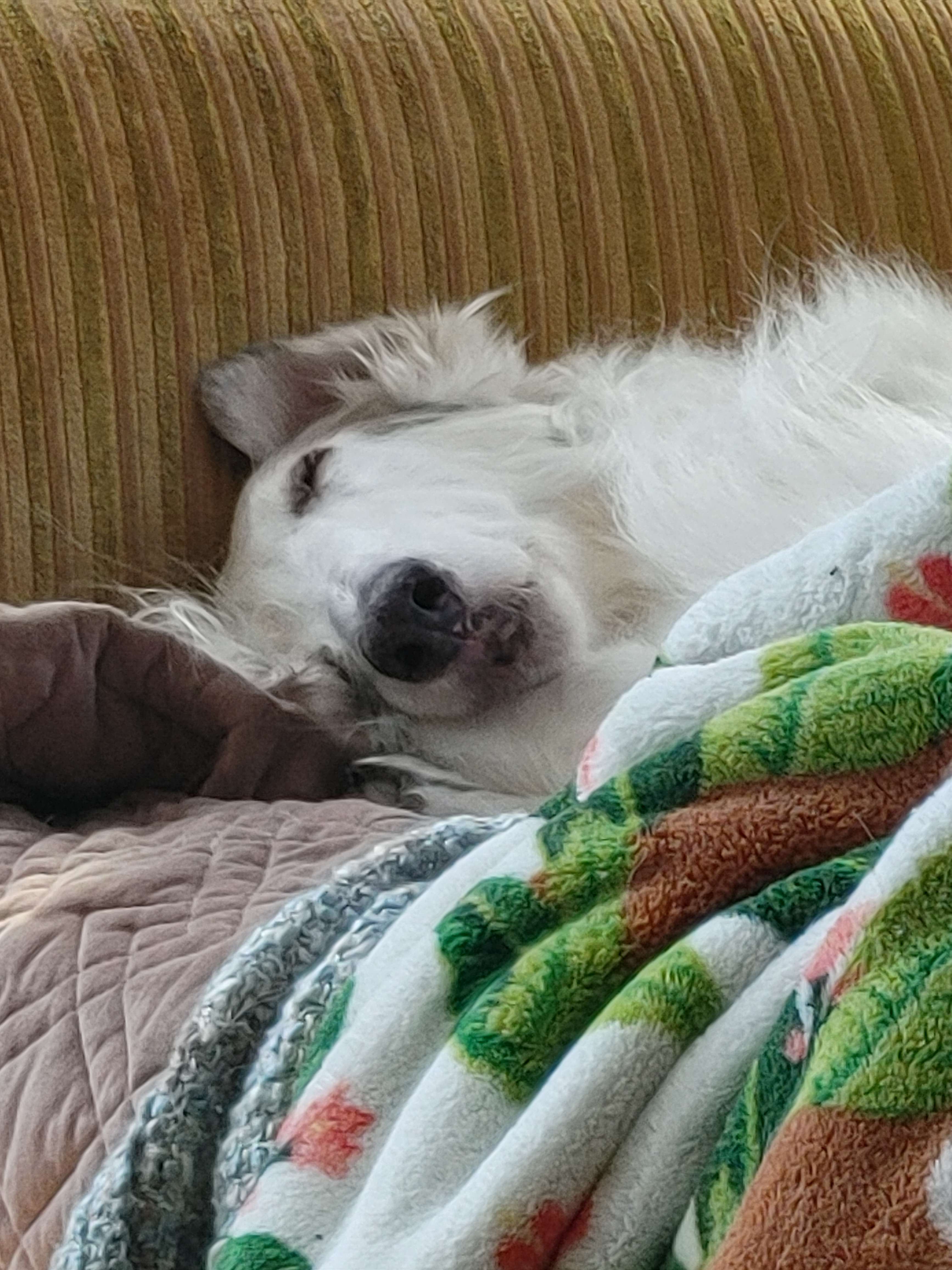 My Very Old Sleepy Borzoi Enjoying "Her" Very Old Fancy Sofa | Scrolller