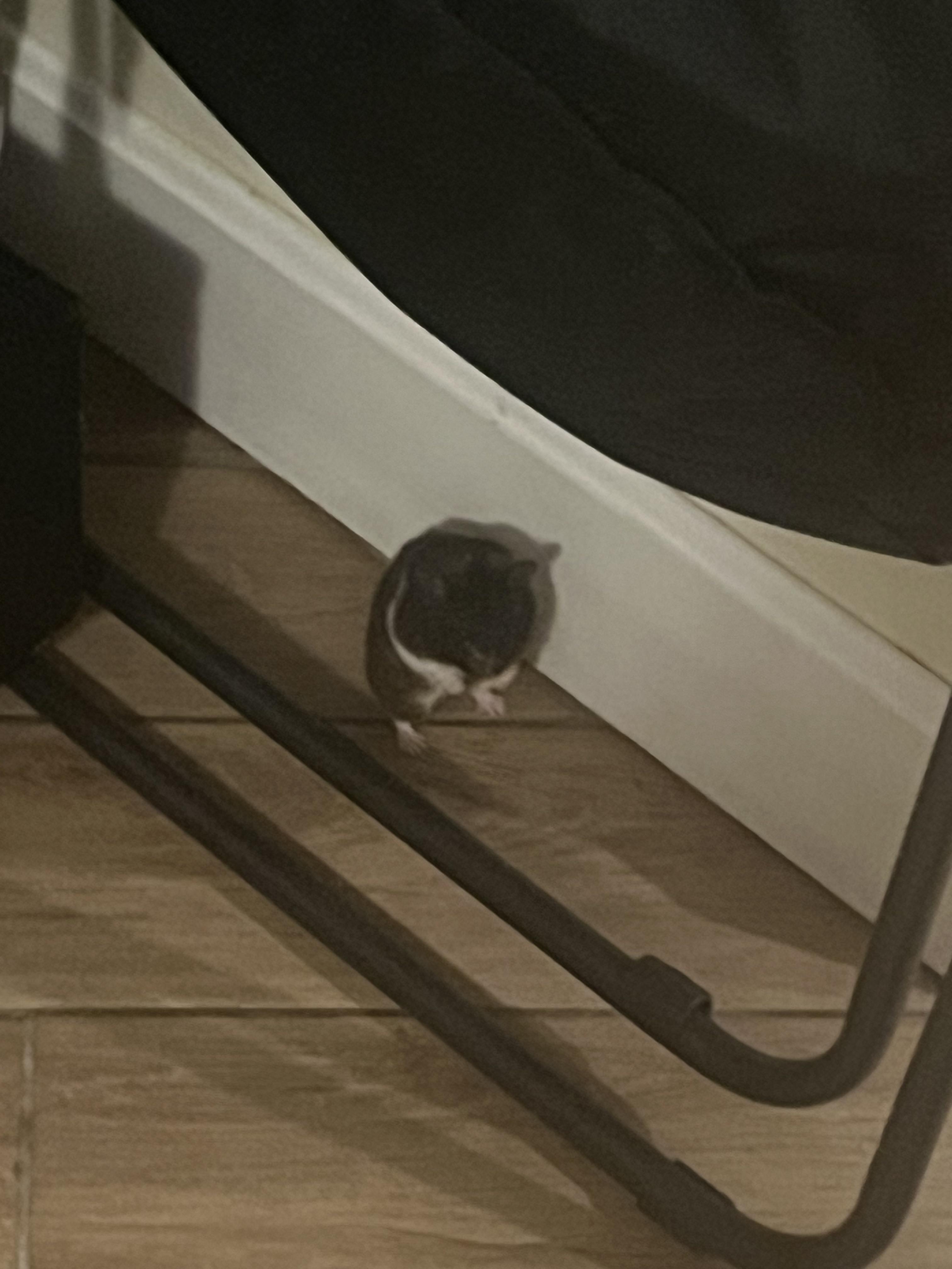 Hammer making noise? | Scrolller