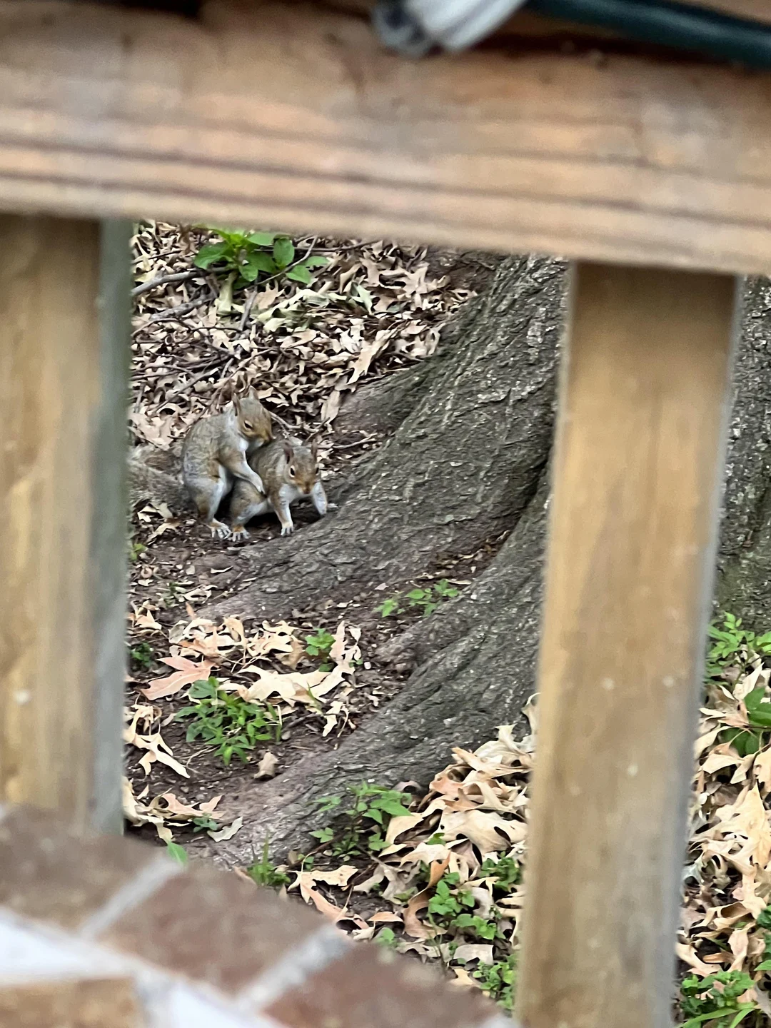 Critters gone wild! | Scrolller