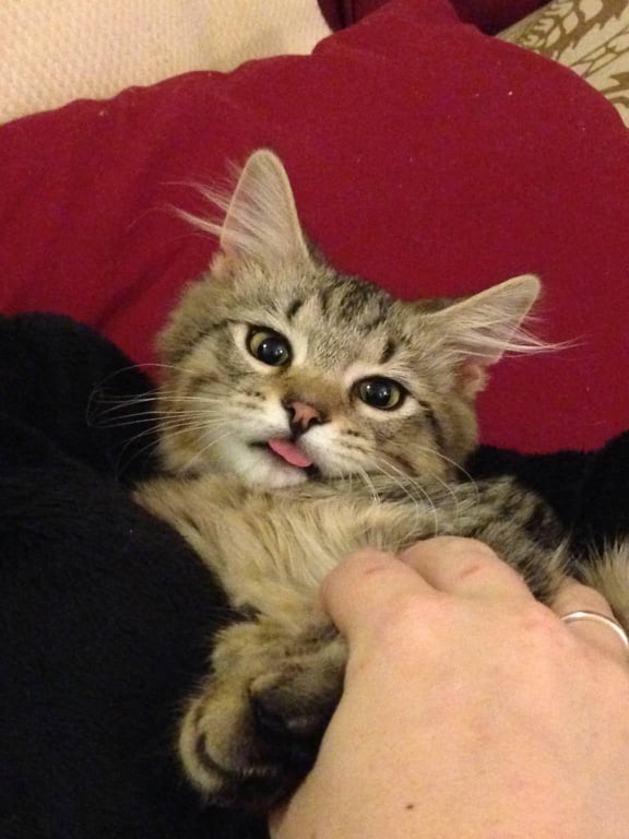 When he was a kitten he began to blep | Scrolller