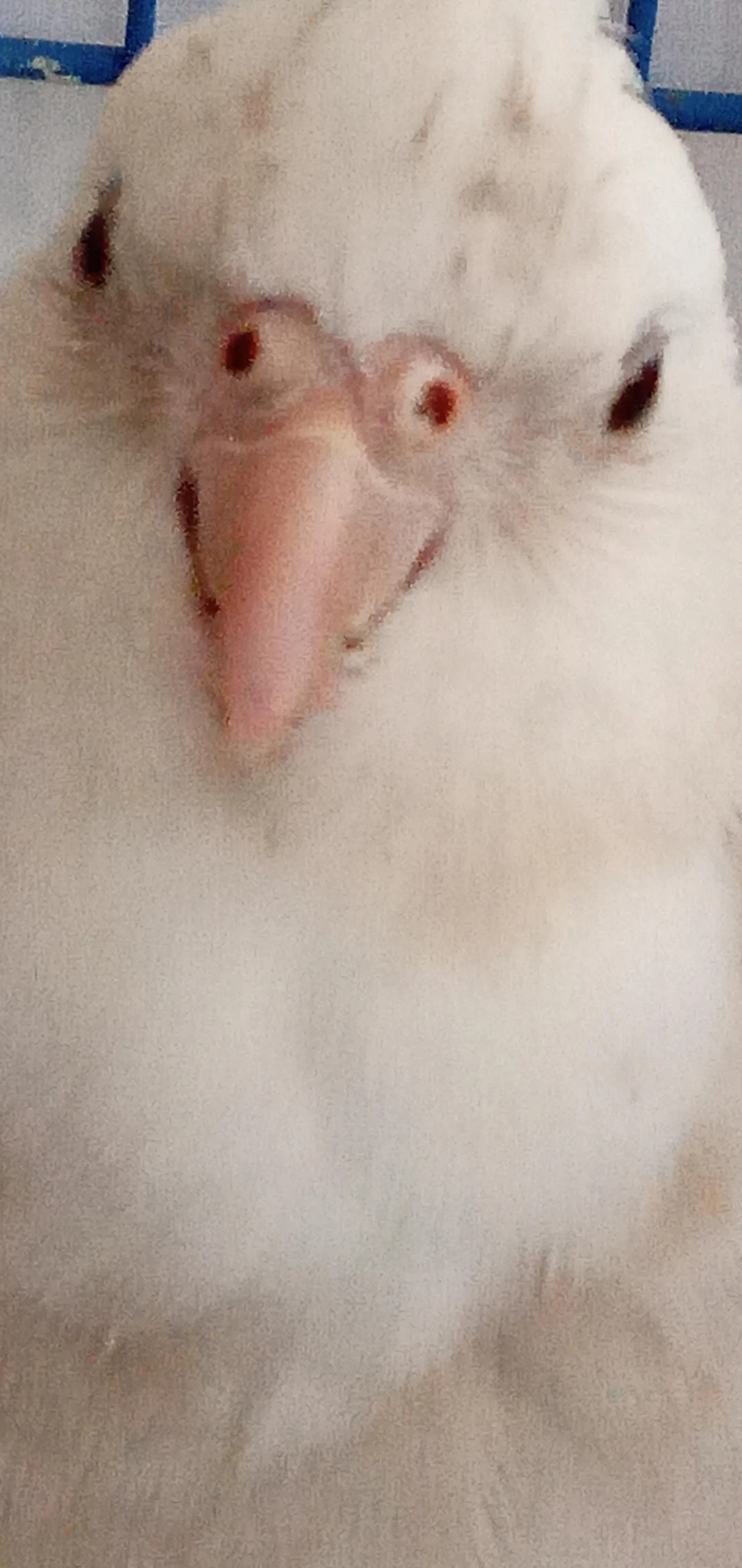 My angry birb. | Scrolller