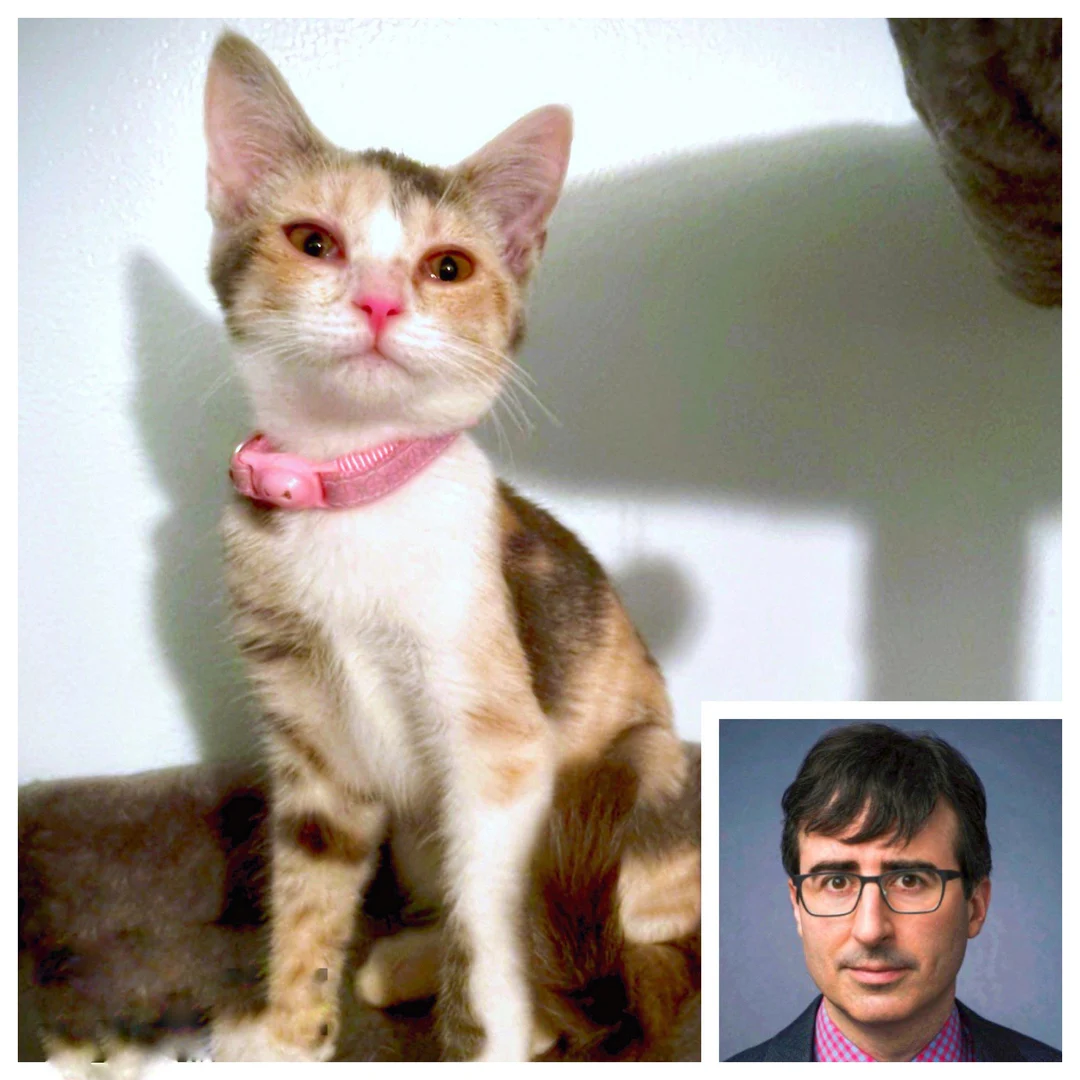 (OC) Freyja enjoying her exploration in her new forever home. | Scrolller