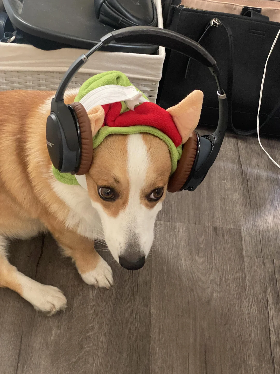 My poor dog during the 4th | Scrolller