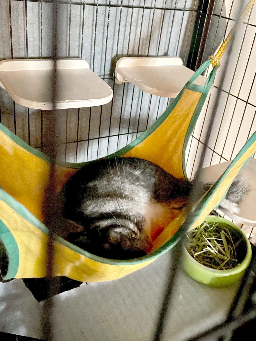 My little stinky boy Nibbles living his best life. | Scrolller