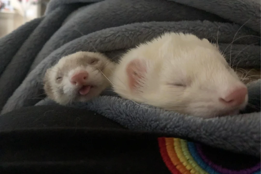 Guess which one is the vicious ankle attacker | Scrolller