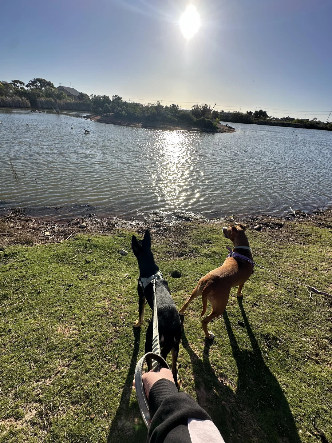My two babies watching the geese | Scrolller