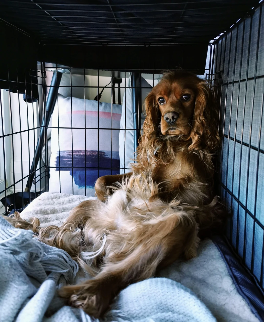 He goes to sit in his crate like this when he wants alone time. | Scrolller