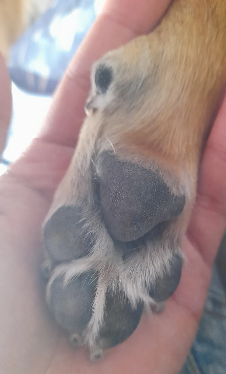 I realised a few days ago that a dog's paw from an upside down view resembles a teddy bear or ...