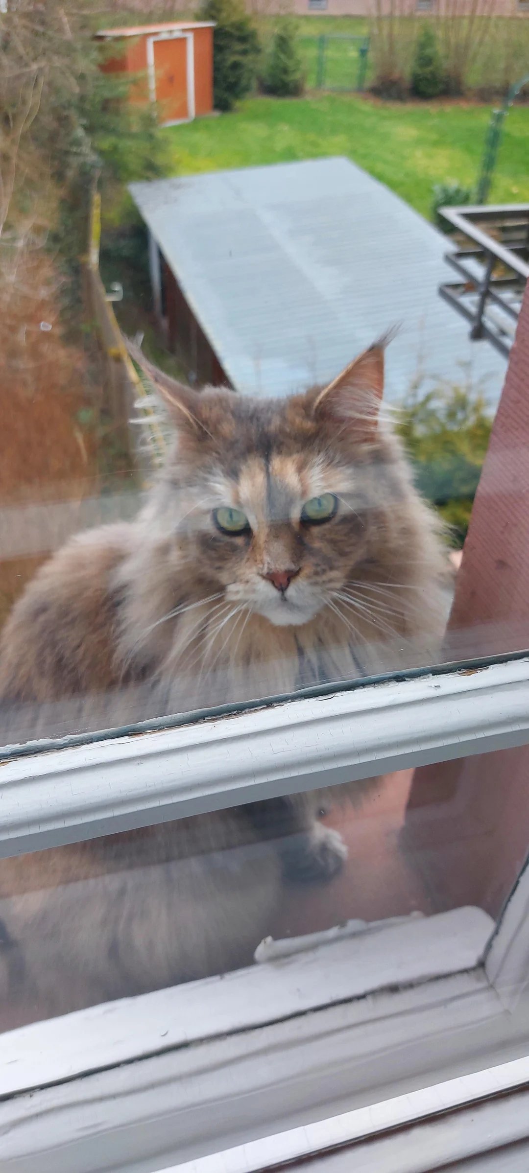 Our pretty girl Amy sitting on the window ledge. She jumped there from the balcony. Maine Coons ...