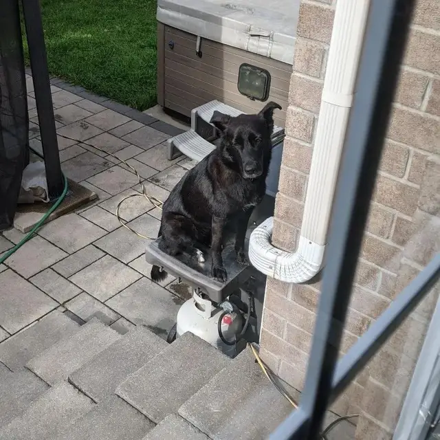 looked out the window to see our foster pup on the BBQ. | Scrolller