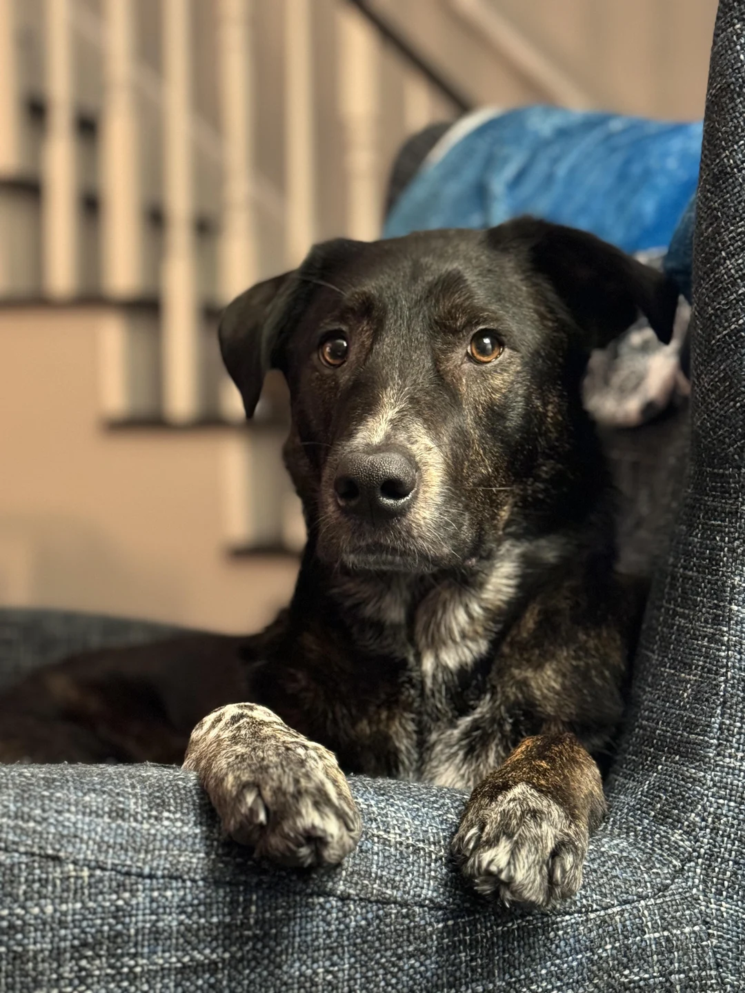 Finn looking regal as always | Scrolller