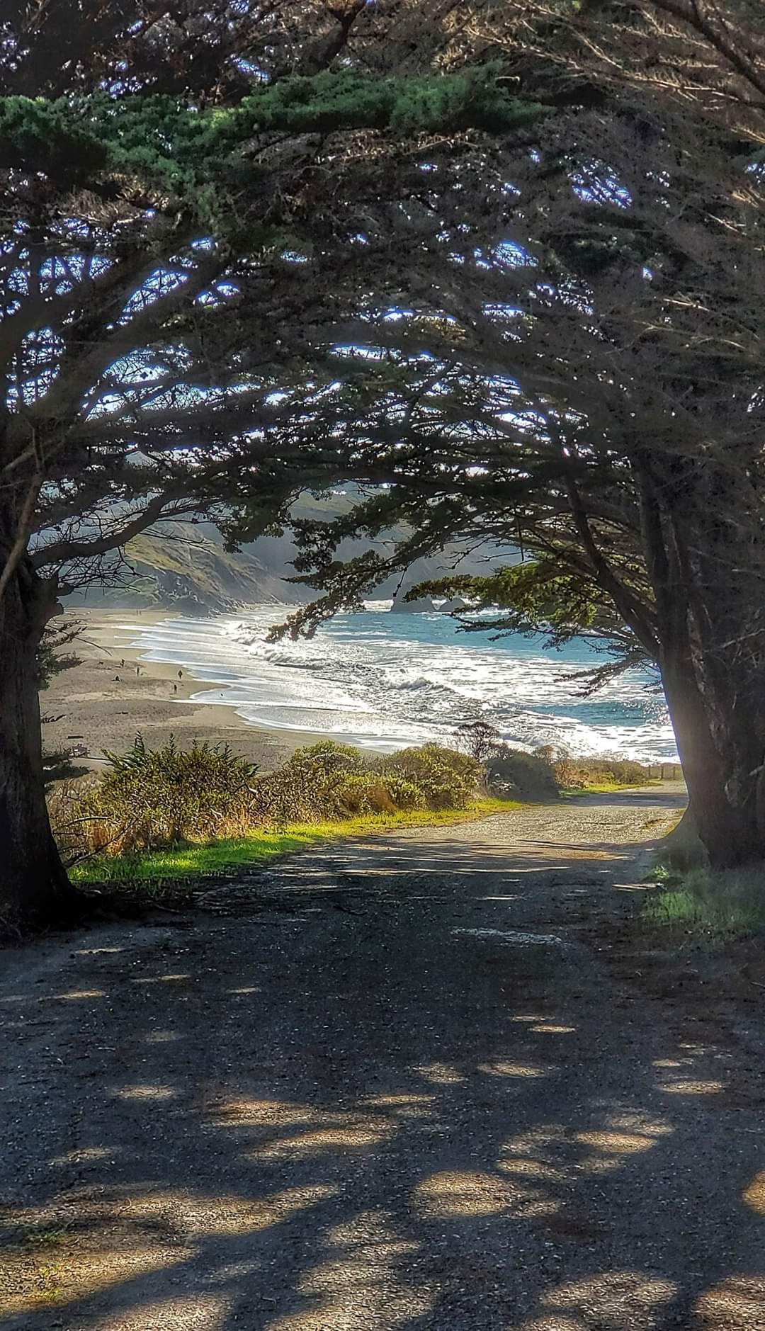 Looking through the trees at Rodeo Beach | Scrolller