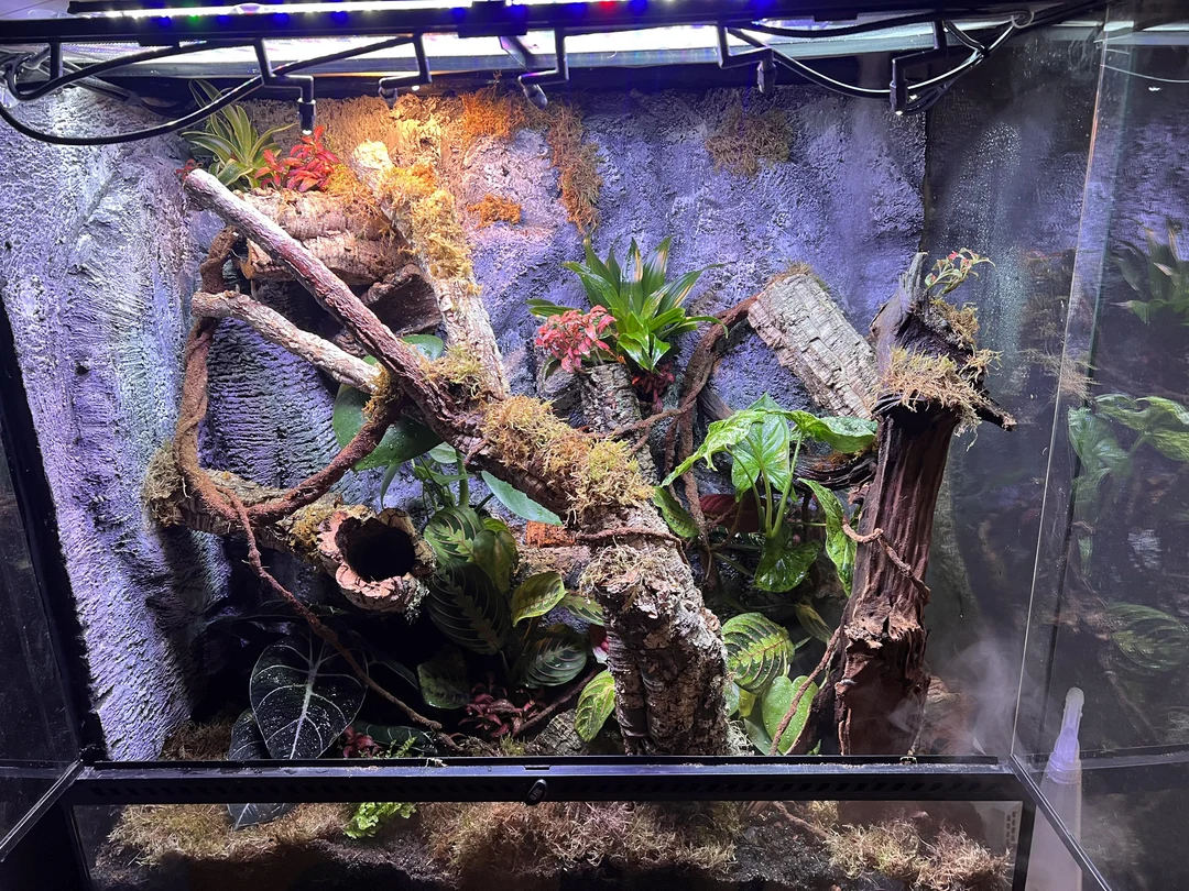 Phelsuma Grandis enclosure | Scrolller