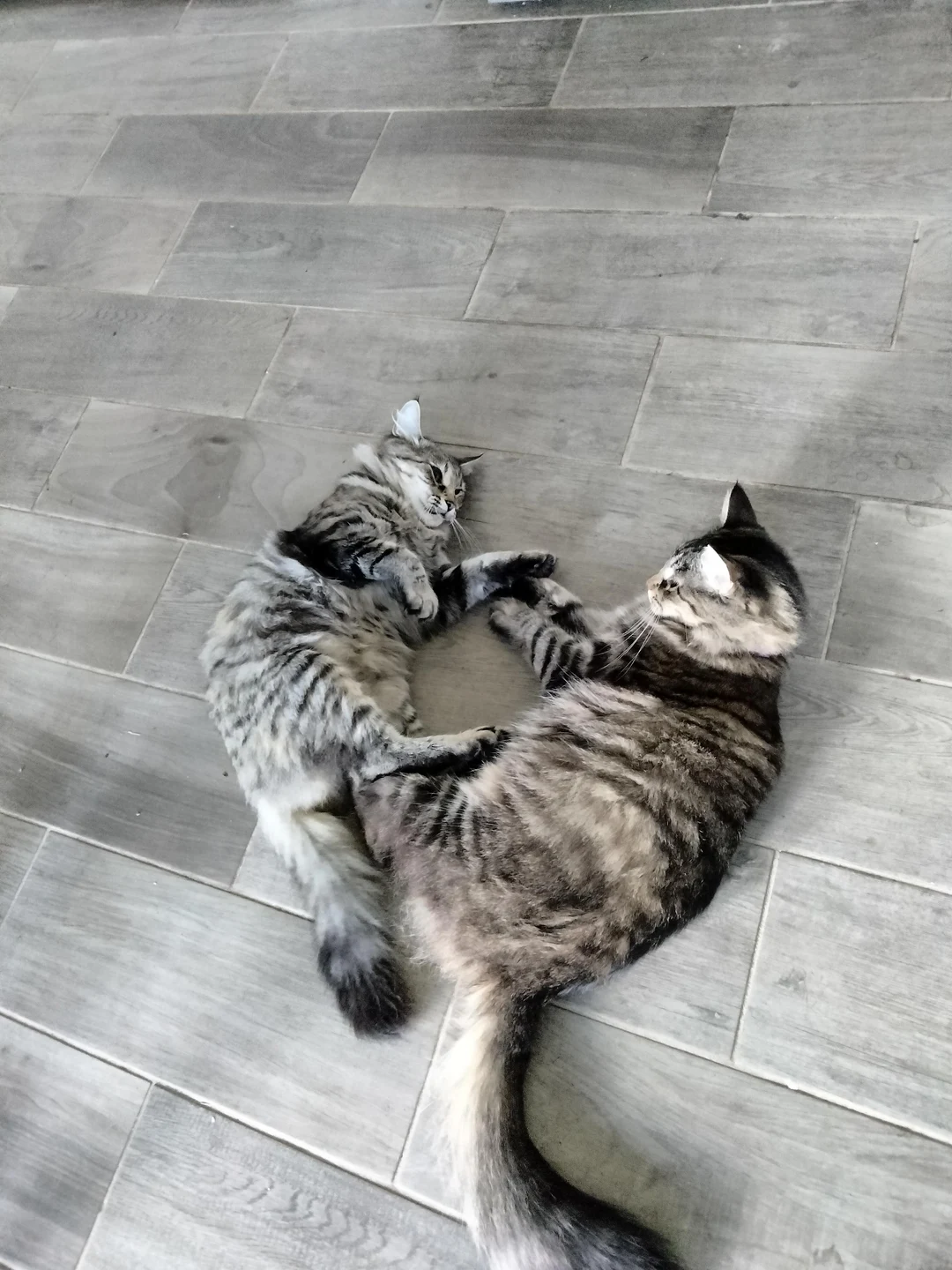 Floofy combat | Scrolller