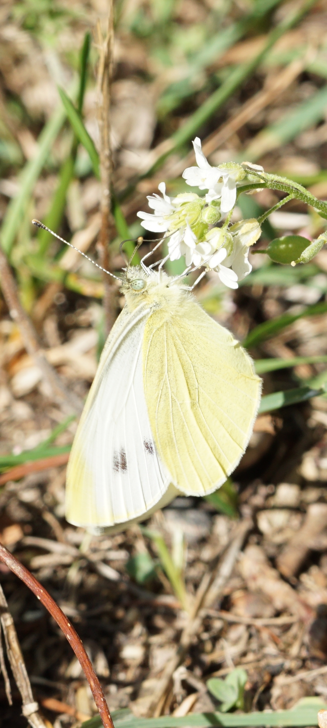 Butterfly | Scrolller