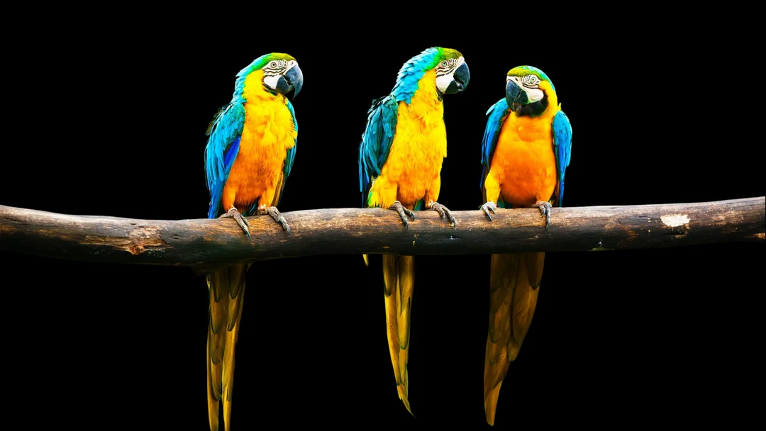 Macaws [3840x2160] | Scrolller
