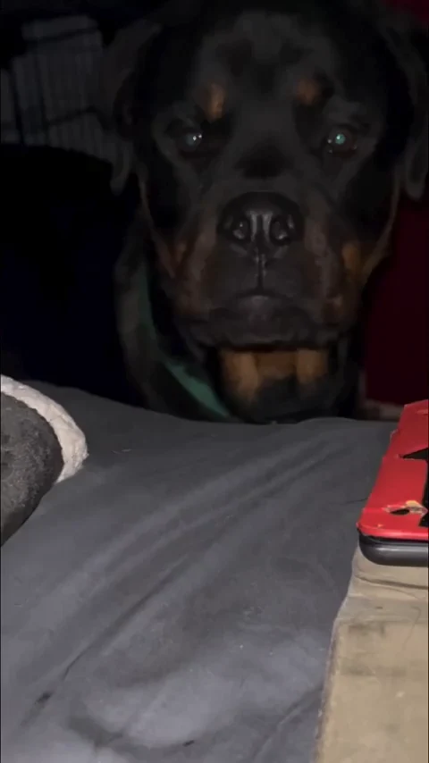 Rottweilers. Absolutely terrifying dogs | Scrolller