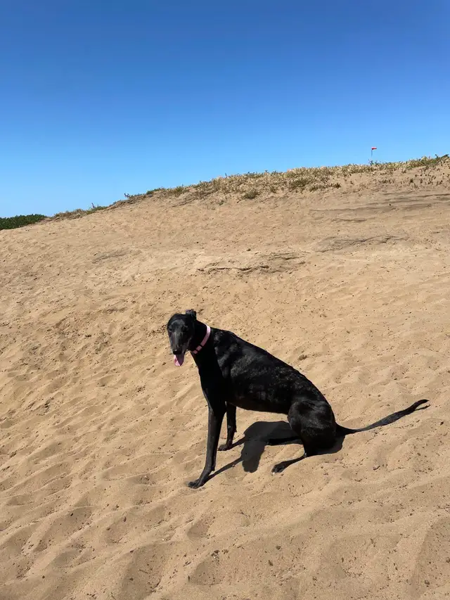 Halp, my greyhound is broken. What is this pose? | Scrolller