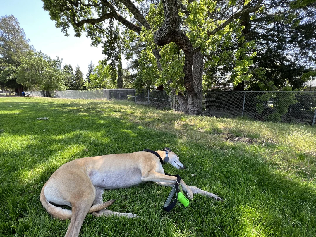Discover more like Greyhounds: Sunday slumbers in the shade and Related Content | Scrolller