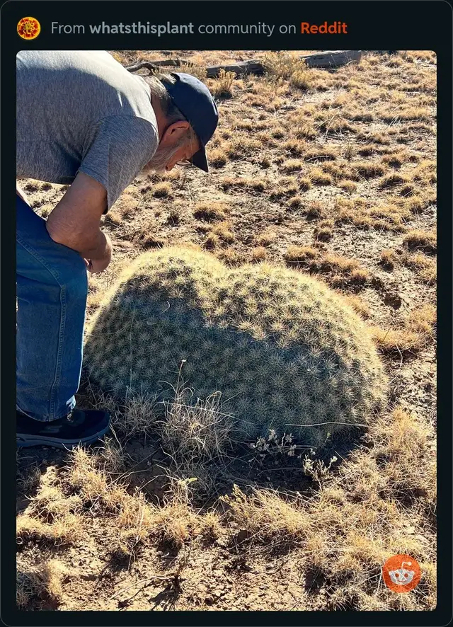 Butt it’s a cactus | Scrolller