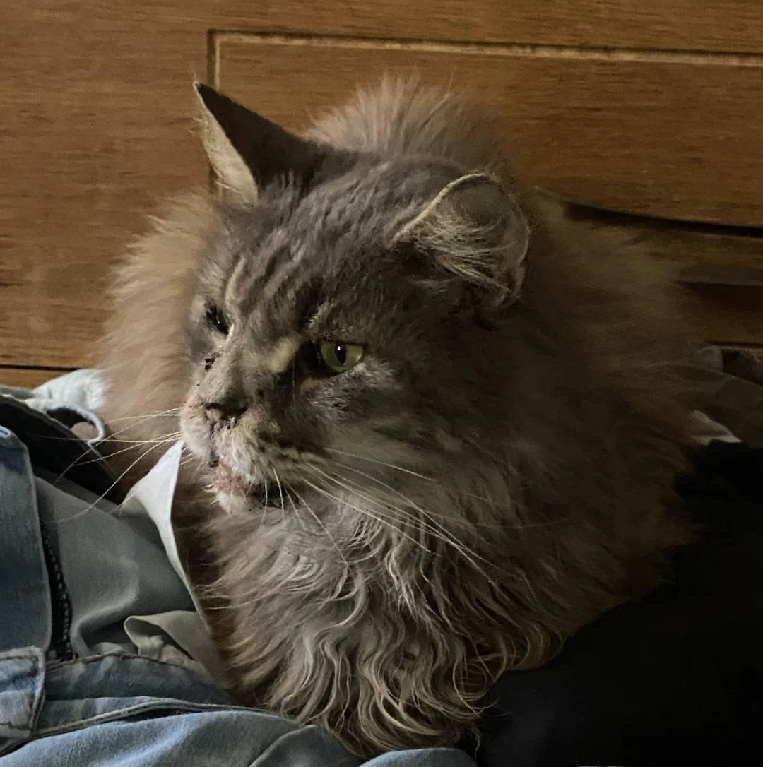 Meet Diva | Scrolller