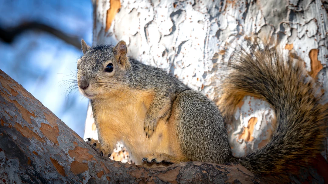 Curious Mother Squirrel | Scrolller