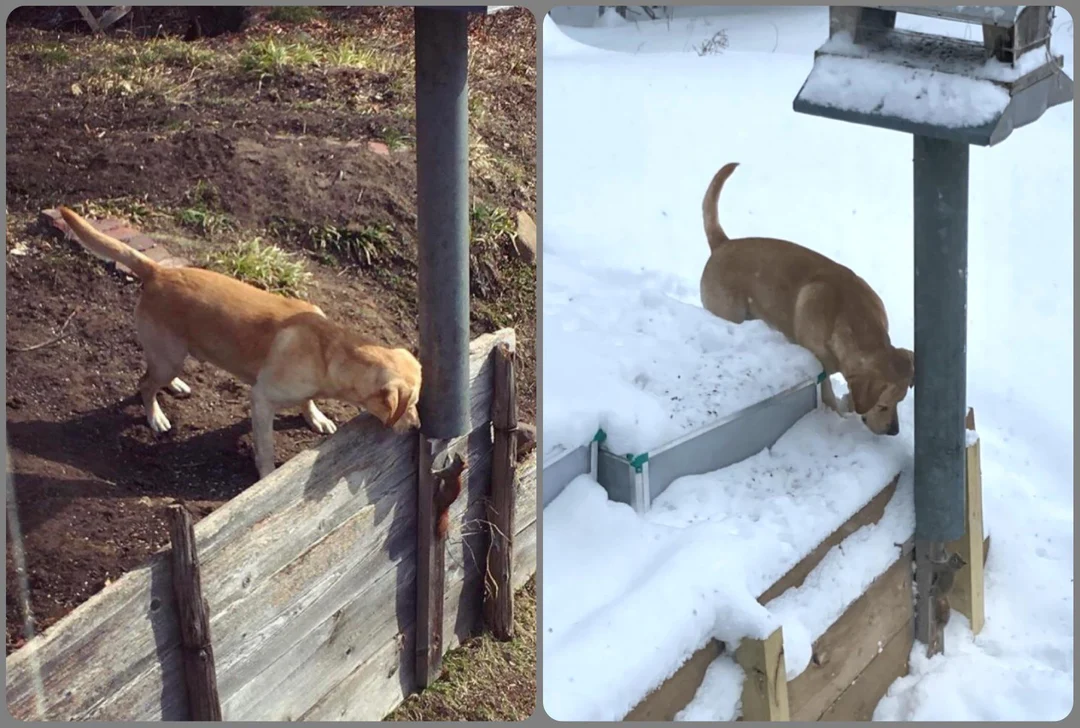 Our pup’s best friend; Andy | Scrolller